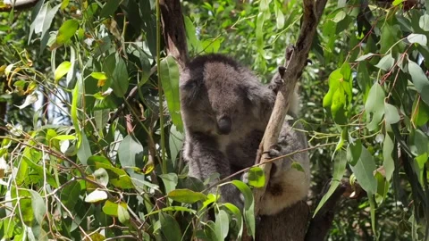Sleeping Koala Stock Videos – Royalty-Free HD & 4K Videos | Page 5