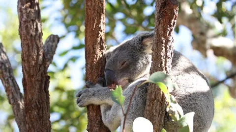 Sleeping Koala Stock Videos – Royalty-Free HD & 4K Videos | Page 3