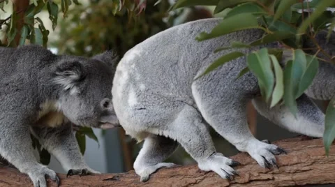 Kangaroo Stock Footage ~ Royalty Free Stock Videos | Pond5