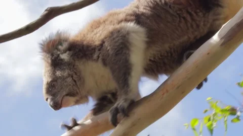 Koala Walking Climbing Along Tree Branch... | Stock Video | Pond5