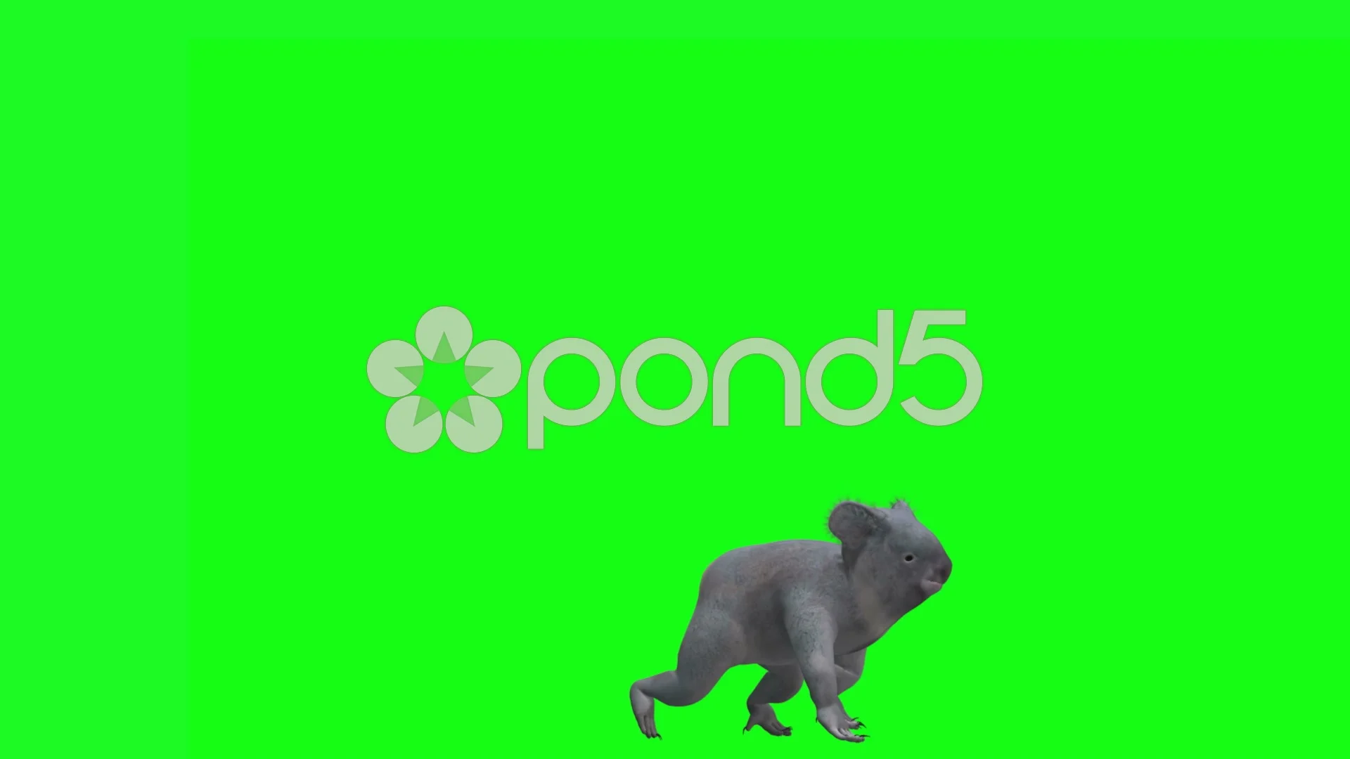 Koala Bear Screen Windows Phone