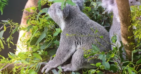 Koalas eating eucalyptus leaves. Native ... | Stock Video | Pond5