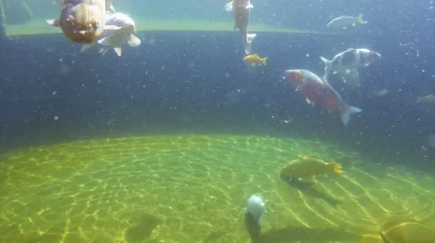 Koi Under Water Stock Footage ~ Royalty Free Stock Videos | Pond5