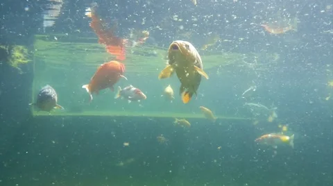 Koi Under Water Stock Footage ~ Royalty Free Stock Videos | Pond5