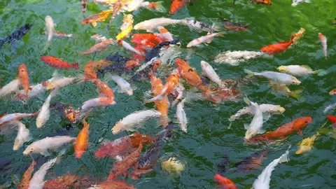 Koi carp with a variety of body colors. ... | Stock Video | Pond5