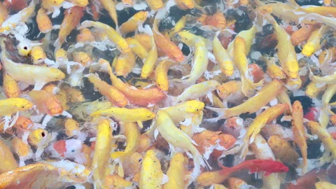 Pond Aquarium Stock Footage ~ Royalty Free Stock Videos | Pond5