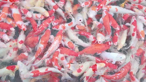 Pond Aquarium Stock Videos – Royalty-Free HD & 4K Videos | Pond5