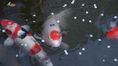 Koi Fish and Sakura Cherry Blossom Petal... | Stock Video | Pond5