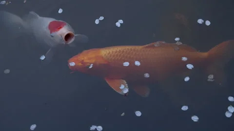 Koi Fish and Sakura Cherry Blossom Petal... | Stock Video | Pond5