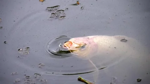 Koi fish gaping mouth opens at surface o... | Stock Video | Pond5