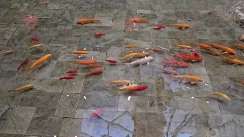 Koi fish, gold fish, various colors swi... | Stock Video | Pond5