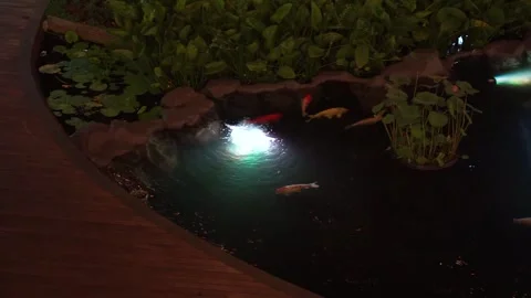 Koi Fish Pond At Night In A Mall | Stock Video | Pond5