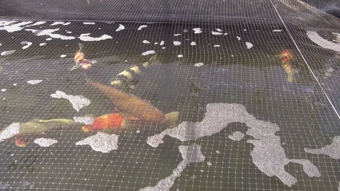 Koi Fish Pond Overhead View | Stock Video | Pond5
