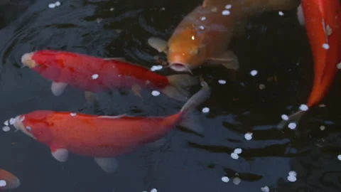 Koi Fish swimming and sakura cherry blos... | Stock Video | Pond5