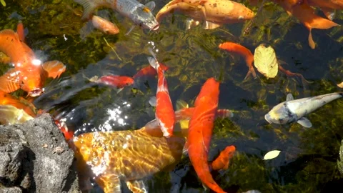 Lively Fish Swimming Stock Footage ~ Royalty Free Stock Videos | Pond5