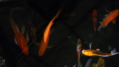 Koi Fish Swimming In A Pond, Top Down Vi... | Stock Video | Pond5
