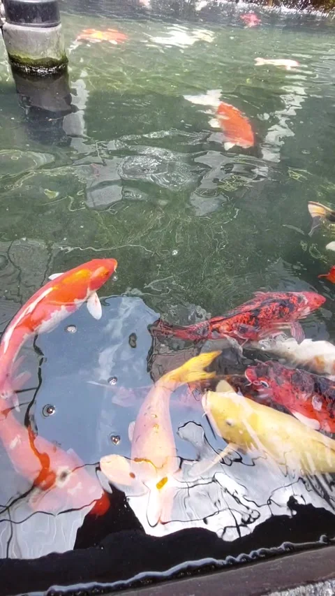 Koi Fish with water pump noise | Stock Video | Pond5