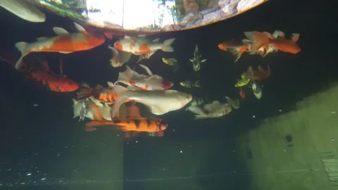 Koi fishes in the pool (underwater shoot... | Stock Video | Pond5