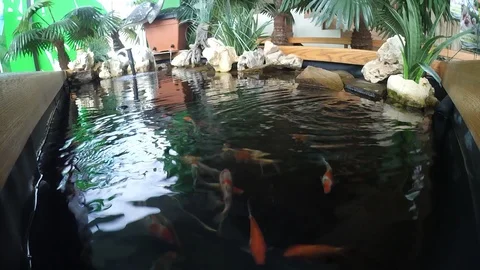 Koi fishes in the pool (underwater shoot... | Stock Video | Pond5