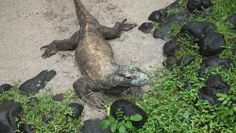 The Komodo dragon is the biggest lizard ... | Stock Video | Pond5