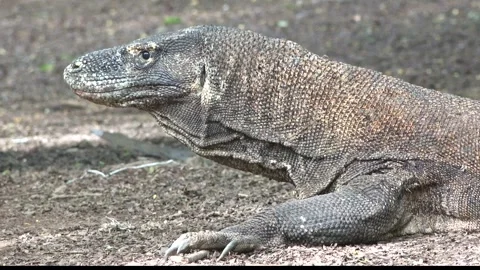 The Komodo dragon is the biggest lizard ... | Stock Video | Pond5