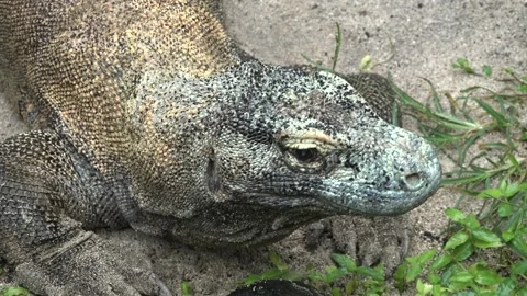 The Komodo dragon is the biggest lizard ... | Stock Video | Pond5
