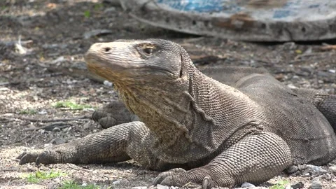 The Komodo dragon is the biggest lizard ... | Stock Video | Pond5