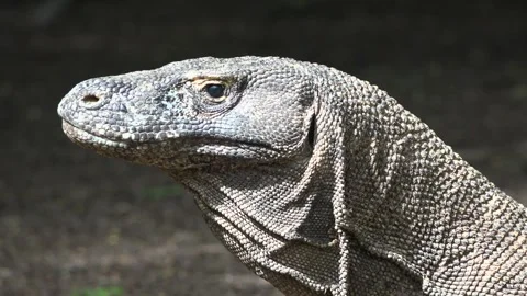 The Komodo dragon is the biggest lizard ... | Stock Video | Pond5