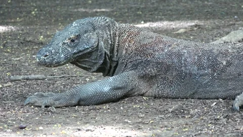 The Komodo dragon is the biggest lizard ... | Stock Video | Pond5