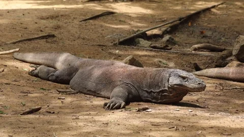 Komodo dragon chilling in the mud at Kom... | Stock Video | Pond5
