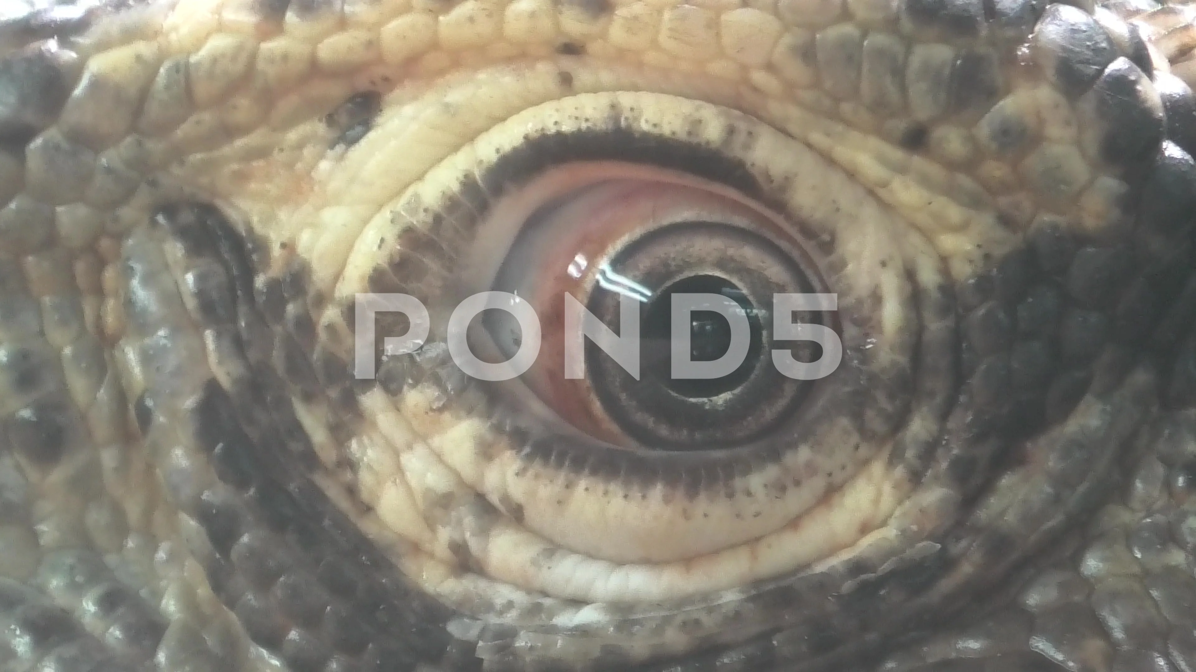 Komodo Dragon Eye