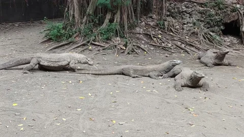 The Komodo dragon is a member of the mon... | Stock Video | Pond5