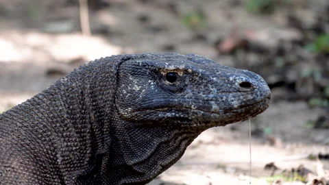 Komodo dragon with saliva dripping from ... | Stock Video | Pond5