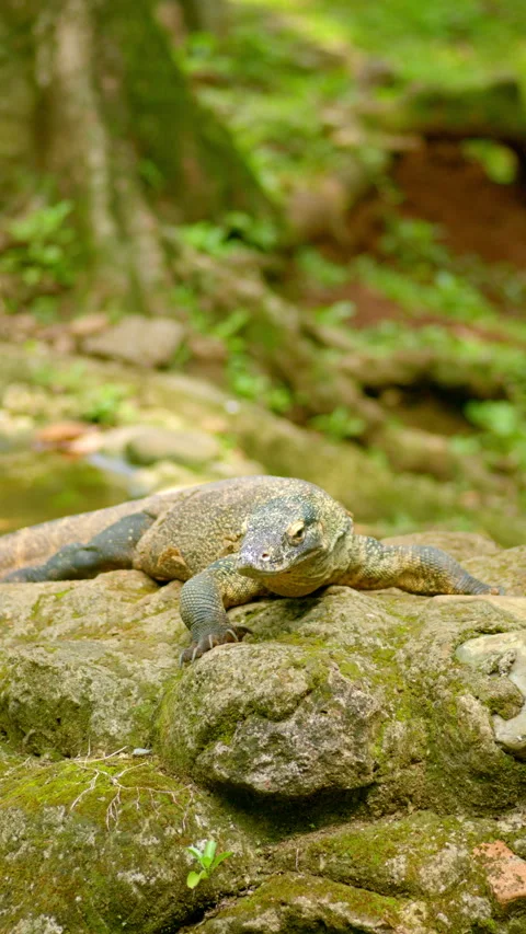 Komodo Video Stock Videos – Royalty-Free HD & 4K Videos