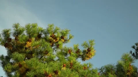 Korean Pine Tree In The Garden Of Seoul ... | Stock Video | Pond5