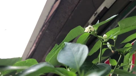 Korean spicy green pepper cheongyang pep... | Stock Video | Pond5