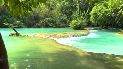 Wonders Of Jungle Stock Videos – Royalty-Free HD & 4K Videos