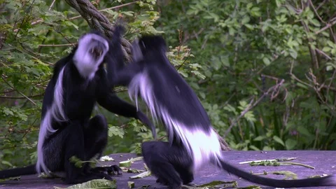 Monkey Fight Stock Footage ~ Royalty Free Stock Videos | Pond5