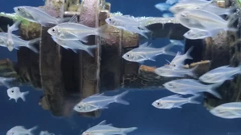 Kurtus gulliveri fish swimming in the se... | Stock Video | Pond5