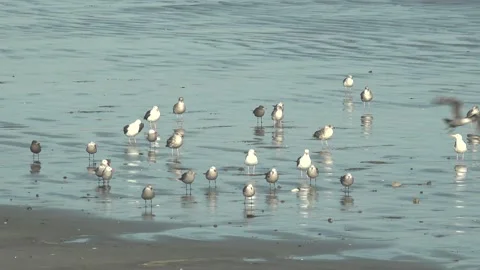 LA BOCANA BCS MEXICO-2022: Storks Are La... | Stock Video | Pond5