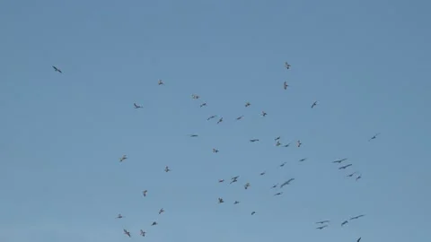 LA BOCANA BCS MEXICO-2022: Bird Flock Fl... | Stock Video | Pond5