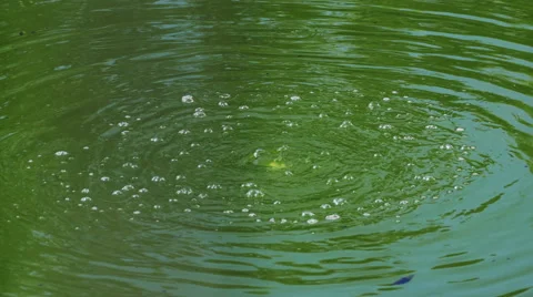 La Brea Tar Pits Stock Videos – Royalty-Free HD & 4K Videos