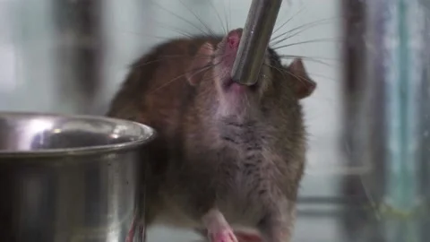 A lab rat mouse drinking water slowmotio... | Stock Video | Pond5