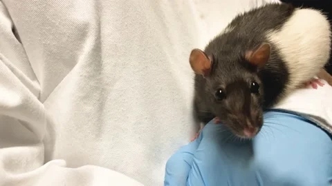 A lab rat in reserach looking around in ... | Stock Video | Pond5