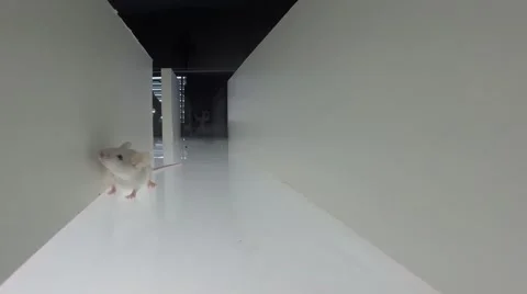 Rat Maze Stock Footage ~ Royalty Free Stock Videos | Pond5