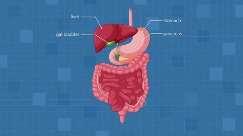 Labeled Animation of Human Digestive Sys... | Stock Video | Pond5
