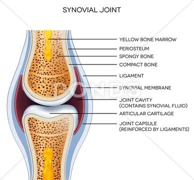 Labeled joint anatomy: Graphic #41821625