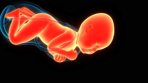 Birth Animation Stock Videos – Royalty-Free HD & 4K Videos