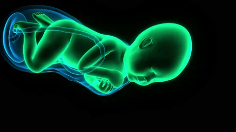 Labor and Vaginal birth Anatomy Animatio... | Stock Video | Pond5