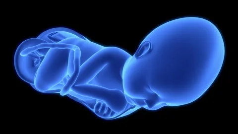 Labor and Vaginal birth Anatomy Animatio... | Stock Video | Pond5